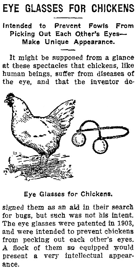 Eyewear For Chickens Barely Normal
