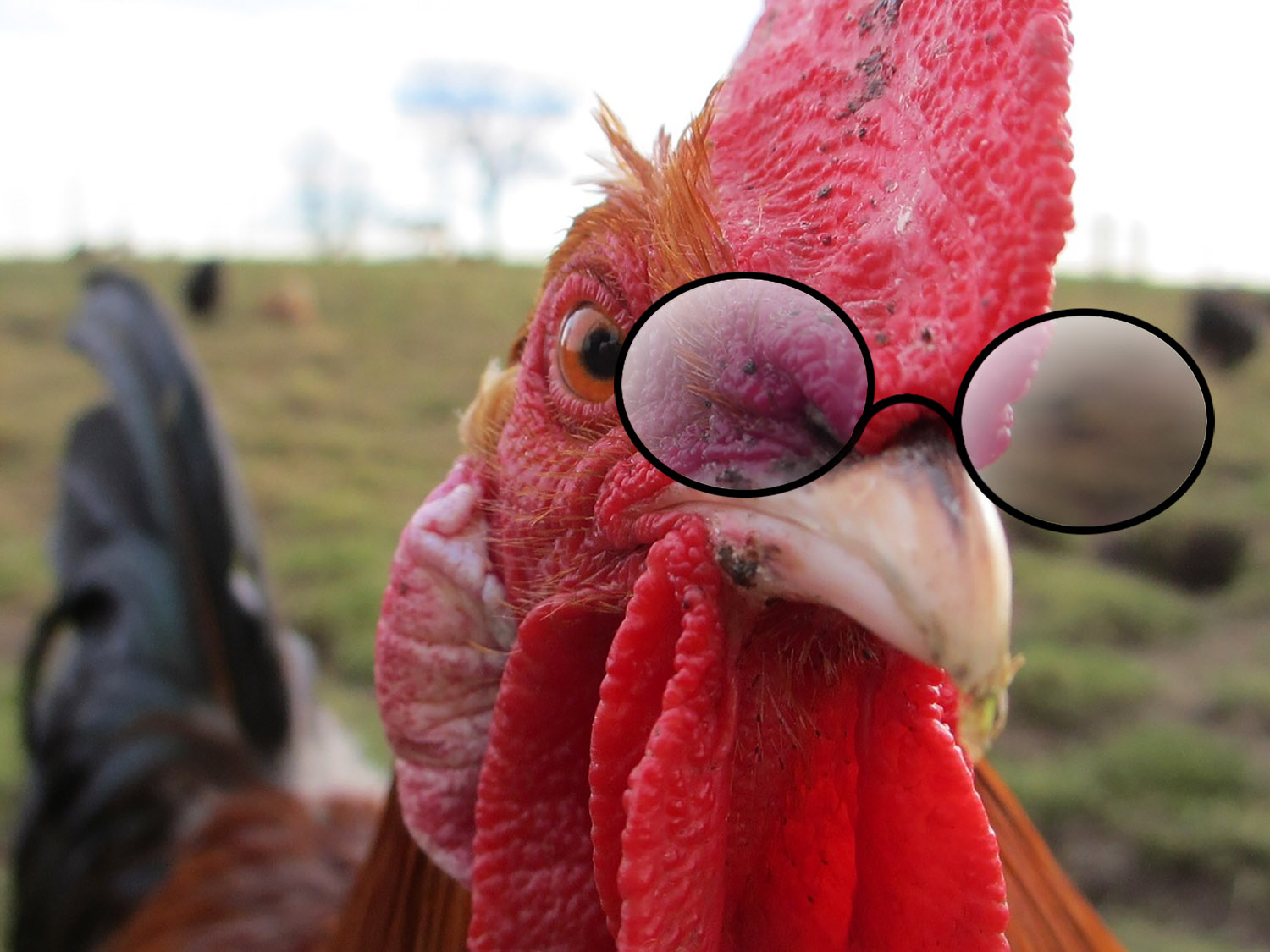 Eyewear For Chickens Barely Normal